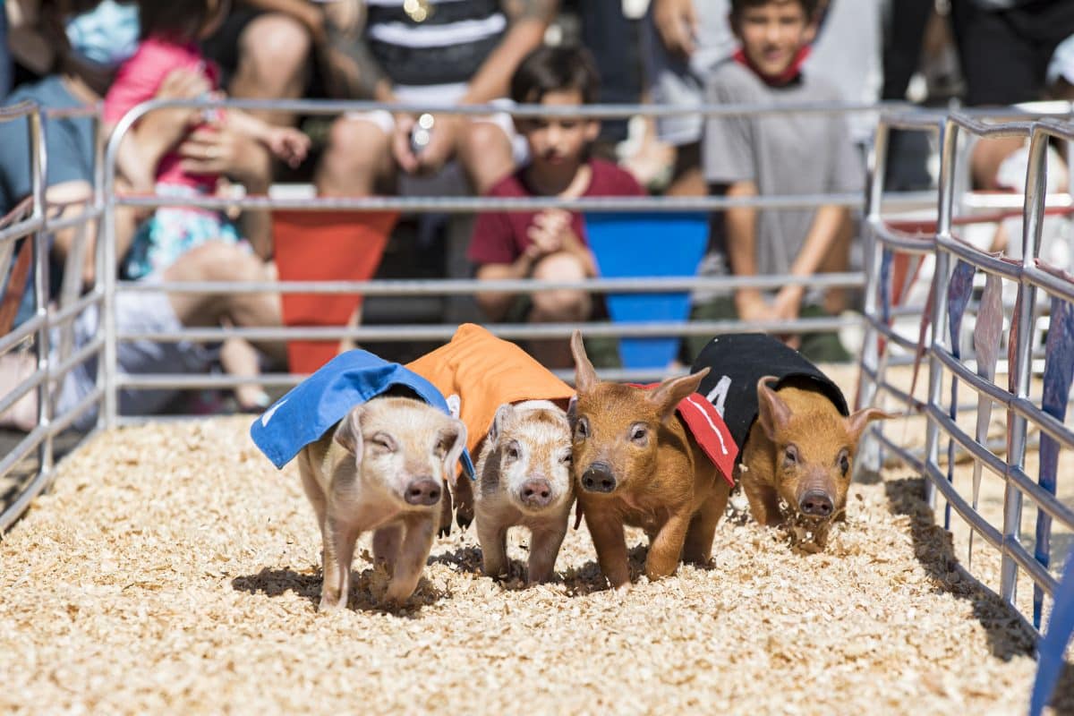 Not Just For Piglet Racing: Wasserman's Shannon Casey On The State of ...